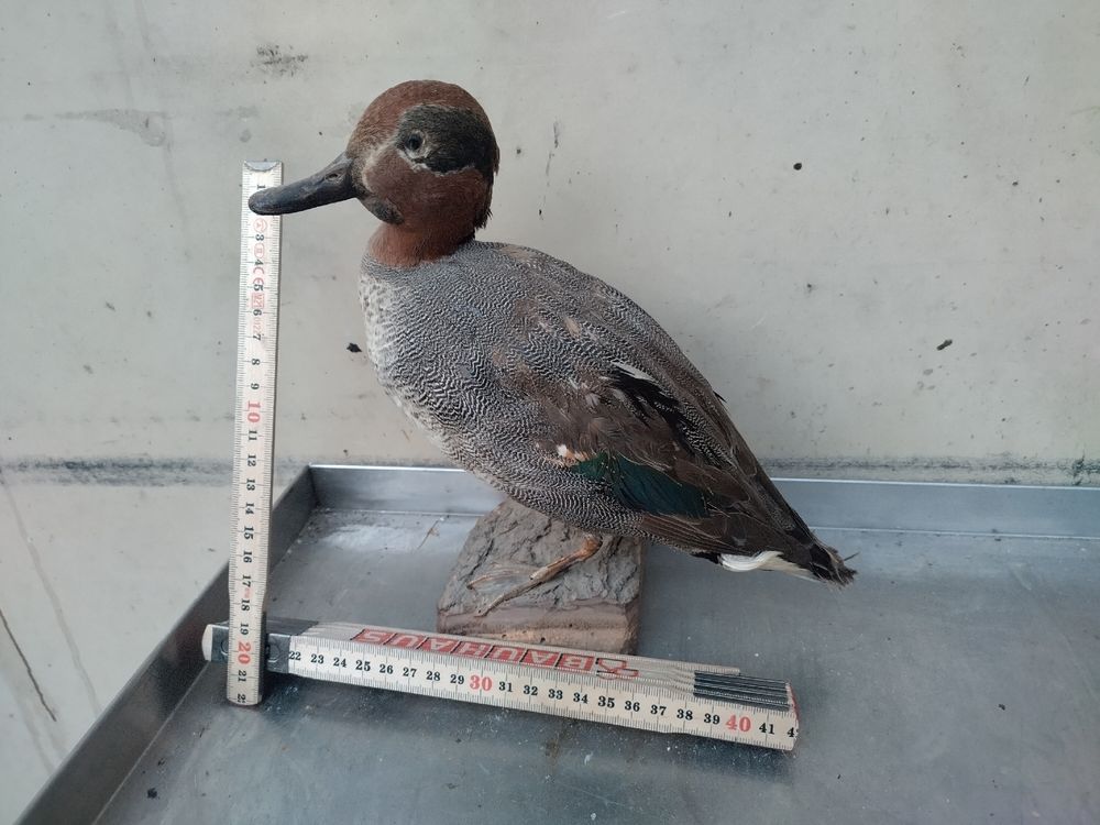 Krickente Präparat | Kaufen auf Ricardo