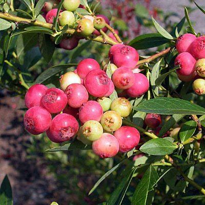 Myrtille à fruits roses 'Pink Lemonade' RARE 2x (Neu (gemäss ...