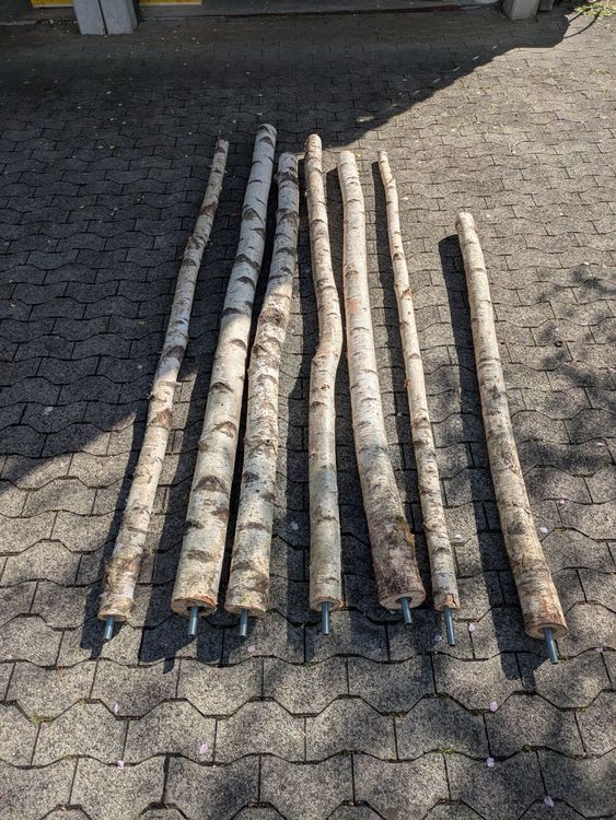 Spannende Birkenstämme Günstig Kaufen Bilder