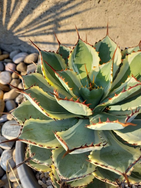 Sukkulente: Agave potatorum 'Kichijokan' (Neu (gemäss Beschreibung)) in Hohentannen für CHF 159 ...