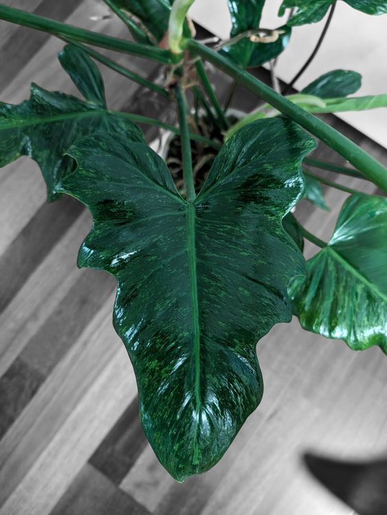 PHILODENDRON MINARUM LIME FIDDLE VARIEGATED (Neu (gemäss Beschreibung ...