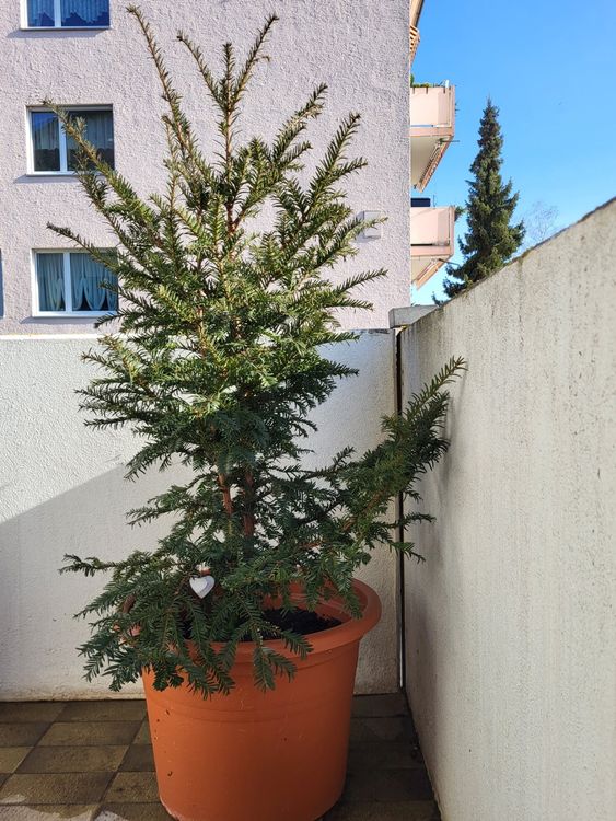 Eibe (Gebraucht) in für CHF 10 – nur Abholung auf Ricardo kaufen