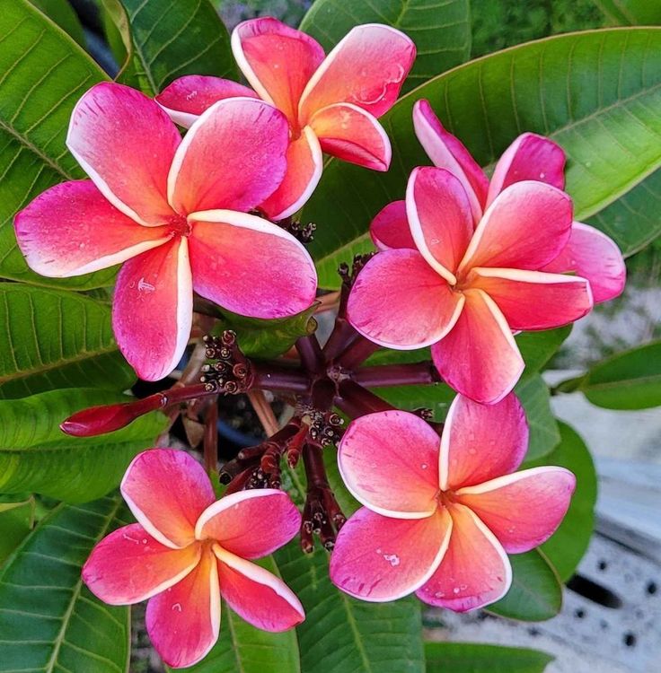 Frangipani / Plumeria Gina | Kaufen auf Ricardo