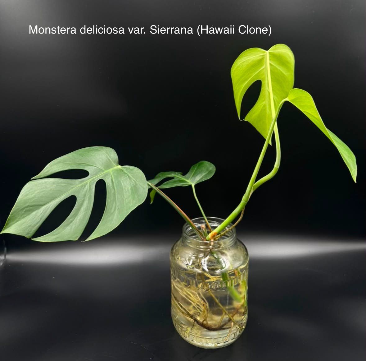 Monstera deliciosa var. sierrana (Hawaii Clone) (Neu (gemäss ...