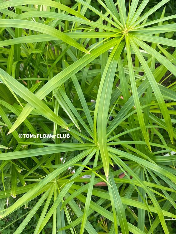 Cyperus Alternifolius / Papyrus - die Katzen lieben es sehr (Neu und ...