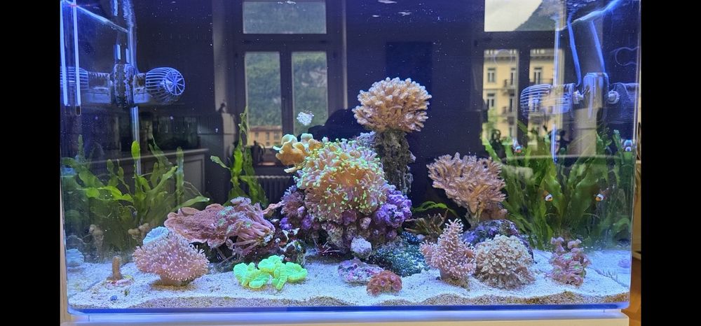 Aquarium für Meerwasser (Neu (gemäss Beschreibung)) in Meiringen für CHF 950 – nur Abholung auf ...