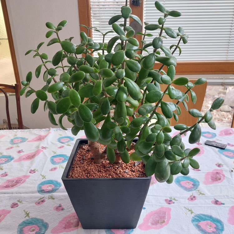 Geldbaum Crassula (Gebraucht) in Winterthur für CHF 45 – nur Abholung ...