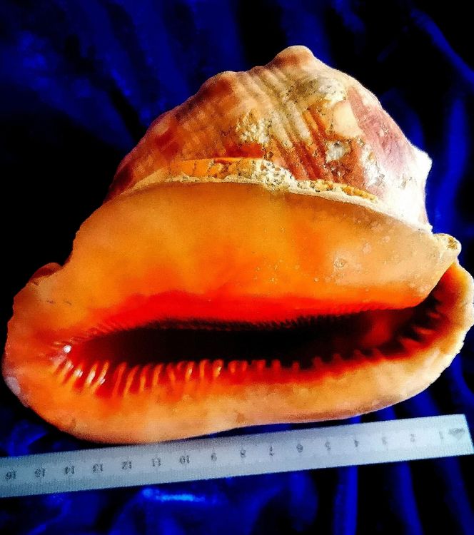 Echte sehr grosse Muschel 16 cm lang 10 cm hoch aus Zanzibar (Gebraucht ...