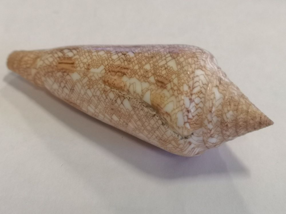 Muschel Conus Gloria Maris 92mm Muscheln Cebu Shell (Neu (gemäss ...