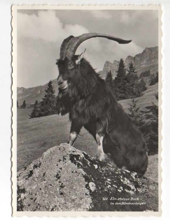Ziege EIN STOLZER BOCK in den Bündnerbergen, Foto A. Schiess (Neu ...