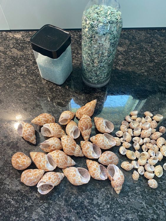 Muscheln und Deko Sand/Granulat (Neu (gemäss Beschreibung)) in Glattbrugg für CHF 5 – mit ...