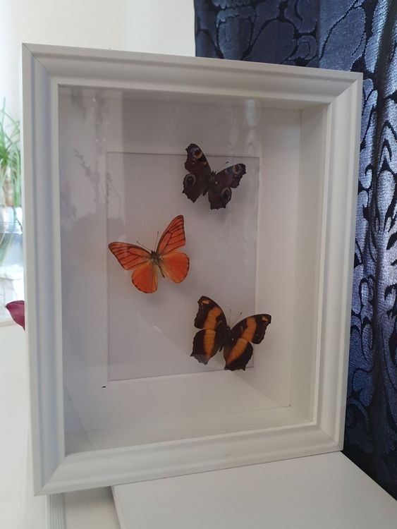 Echte Schmetterlinge in Schaukasten | Kaufen auf Ricardo