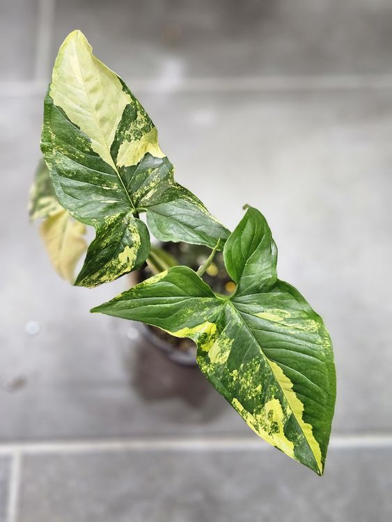 Syngonium Aurea Variegata (Neu und originalverpackt) in Rickenbach SO für CHF 20 – mit Lieferung ...