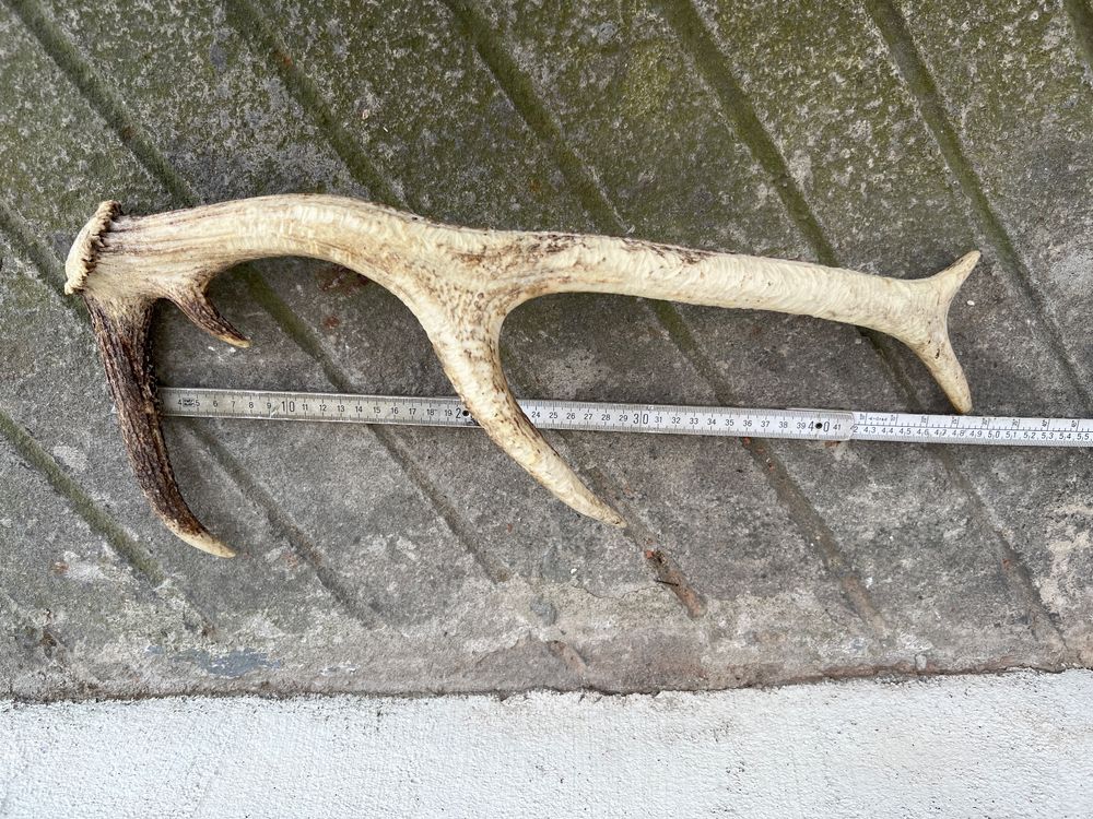 hirschgeweih geweih hirsch geweihstange (Gebraucht) in Vaduz für CHF 40 – mit Lieferung auf ...