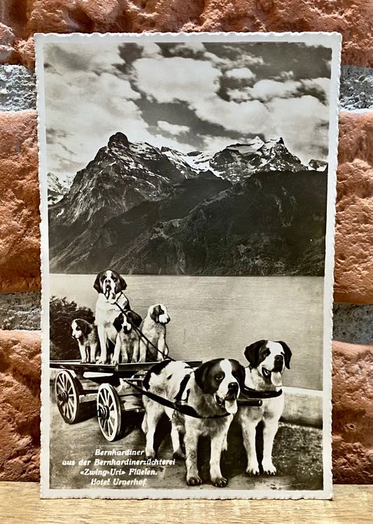 Alte Foto AK Bernhardiner Zwing-Uri Flüelen Hotel Urnerhof | Kaufen auf ...