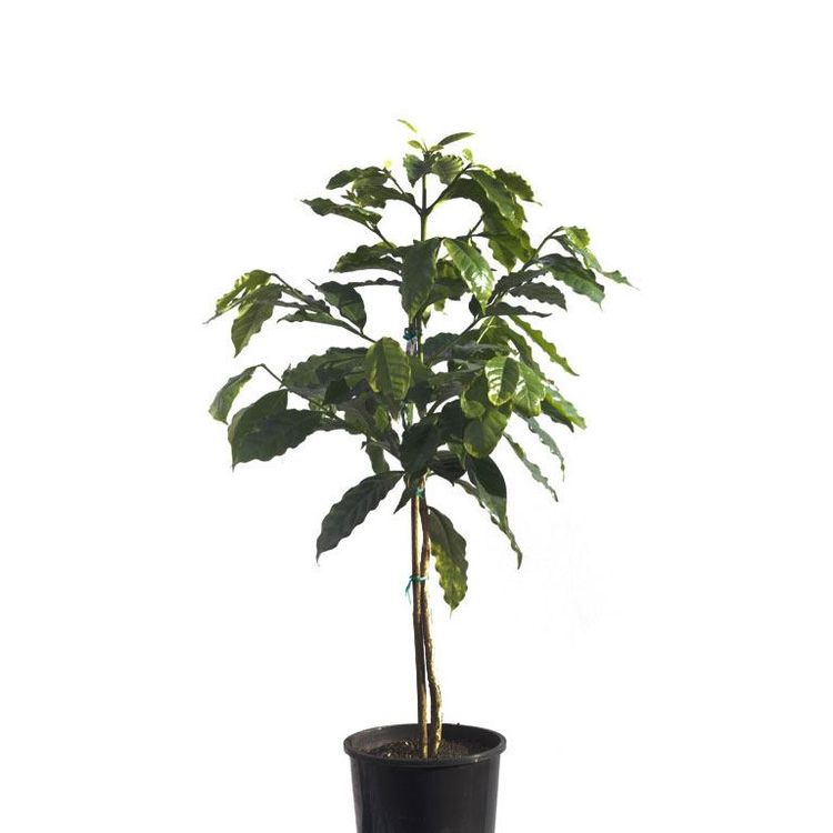 Caféier Coffea arabica 2 plants 15-20cm (Neuf avec emballage d'origine ...