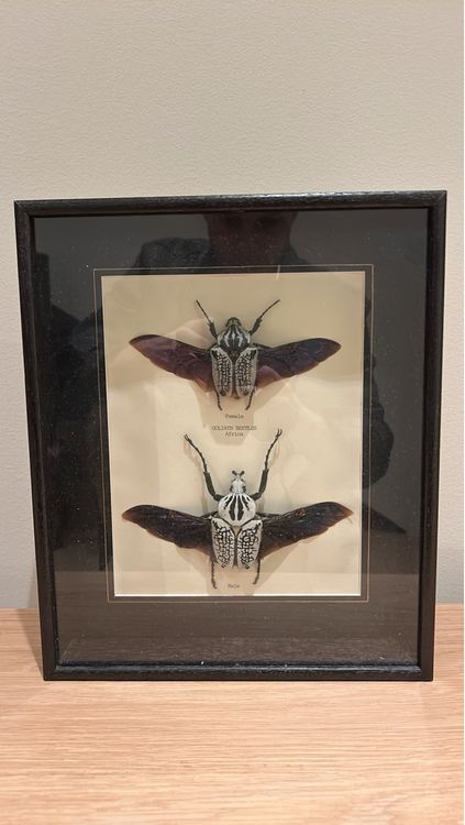 Framed Goliath Beetles (Male & Female) | Kaufen auf Ricardo