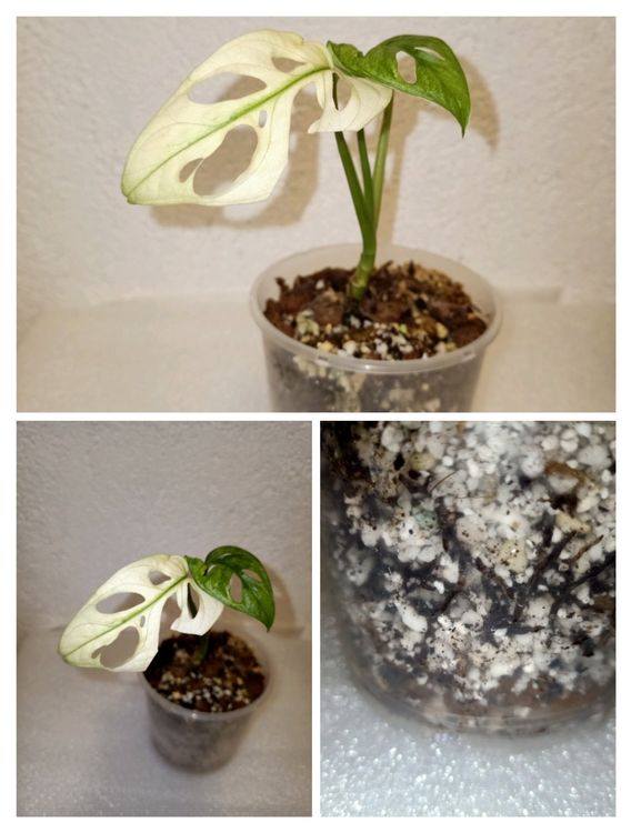 Monstera Adansonii "Swedish ghost". (Neu (gemäss Beschreibung)) in ...