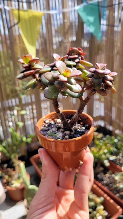 Crassula ovata (Geldbaum) Bonsai "Crosby's compact" (Neu (gemäss ...