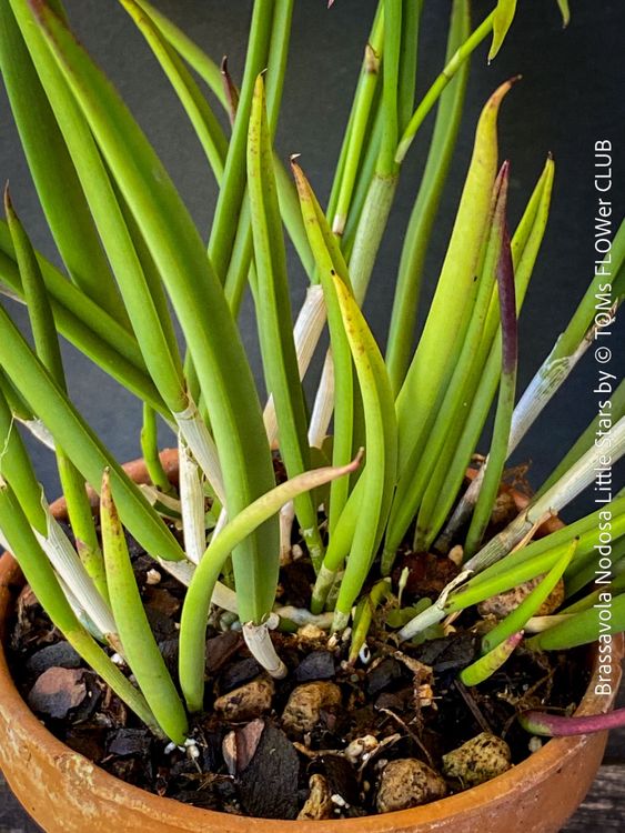 Brassavola Nodosa Little Stars - duftende Nachtorchidee (Neu und ...