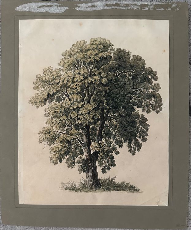Umkreis Robert Zünd (1827-1909) Aquarell von eine Baum (Gebraucht) in ...