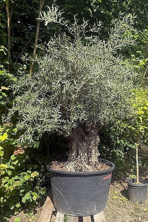 Majestätischer Olivenbaum (Gebraucht) in Zuckenriet für CHF 1425 – nur Abholung auf Ricardo kaufen