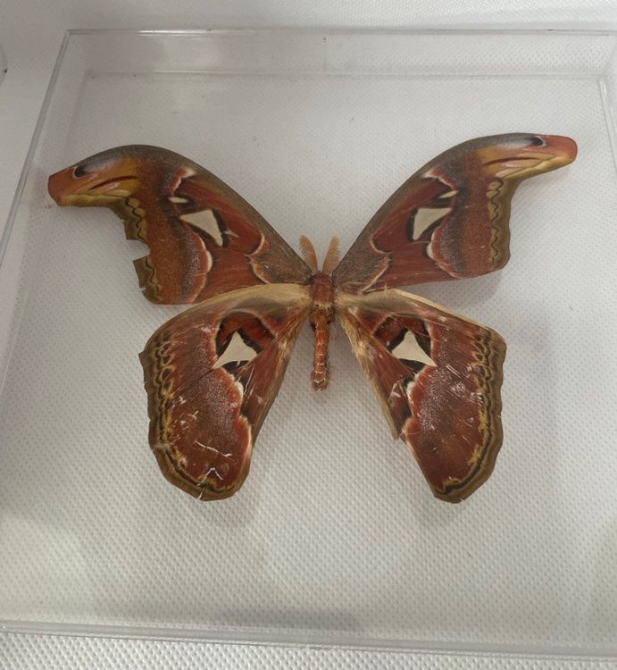 Echte Schmetterlinge/Papillon naturalisé (Gebraucht) in Vernier für CHF 99 – mit Lieferung auf ...