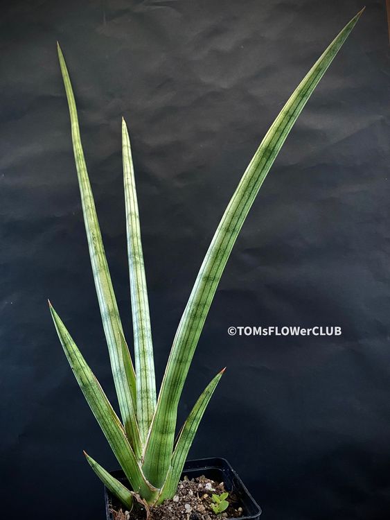Sansevieria Suffruticosa Frosty Spears (Neu (gemäss Beschreibung)) in Adliswil für CHF 63 – mit ...