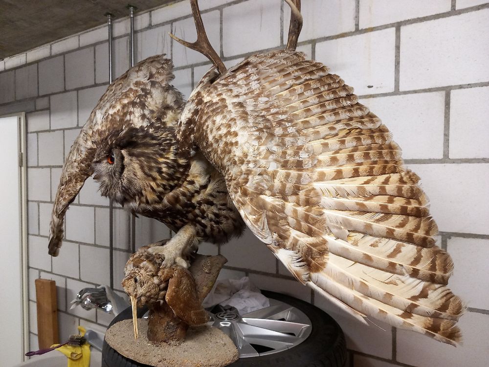 Prächtiger Uhu mit Beute, Präparat. | Kaufen auf Ricardo