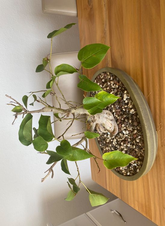 Bonsai Ficus Religiose Buddhabaum Bodhibaum Bobaum Pho (Gebraucht) in ...