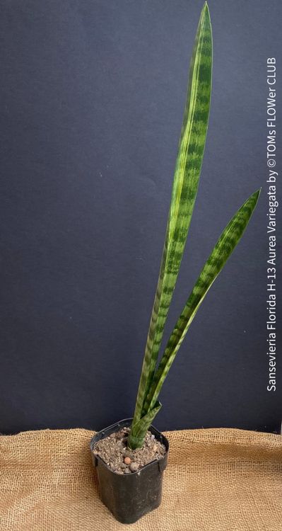 Sansevieria Florida H-13 Aurea Variegata (Neu (gemäss Beschreibung)) in ...