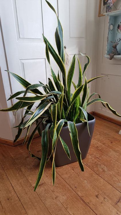 grosse Pflanze im Topf 150 cm hoch (Gebraucht) in Wigoltingen für CHF 119 – nur Abholung auf ...