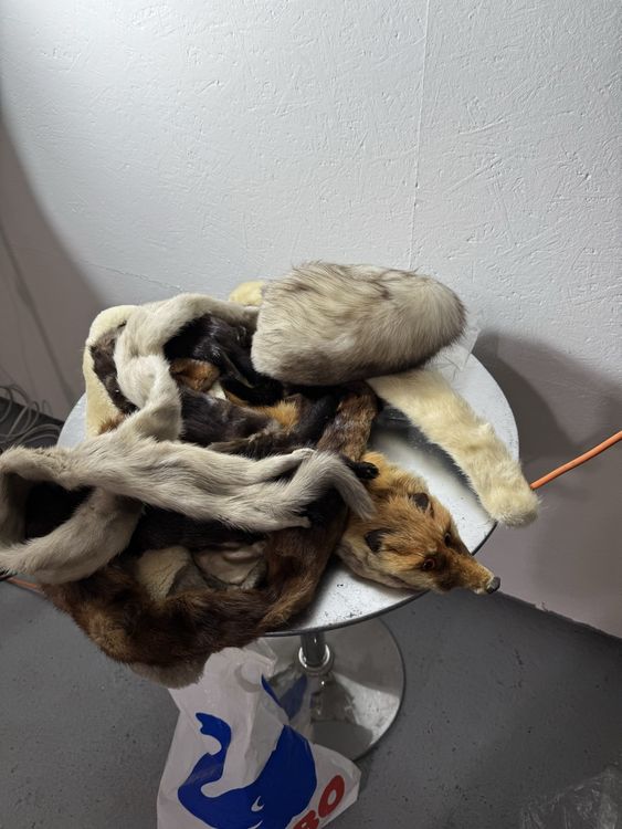 Echte Pelze Fuchs Nerz und mehr / auf Anfrage (Gebraucht) in Hohenrain ...