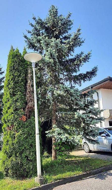 Blautannen ÄSTE (Neu und originalverpackt) in Eschenbach für CHF 18 – nur Abholung auf Ricardo ...