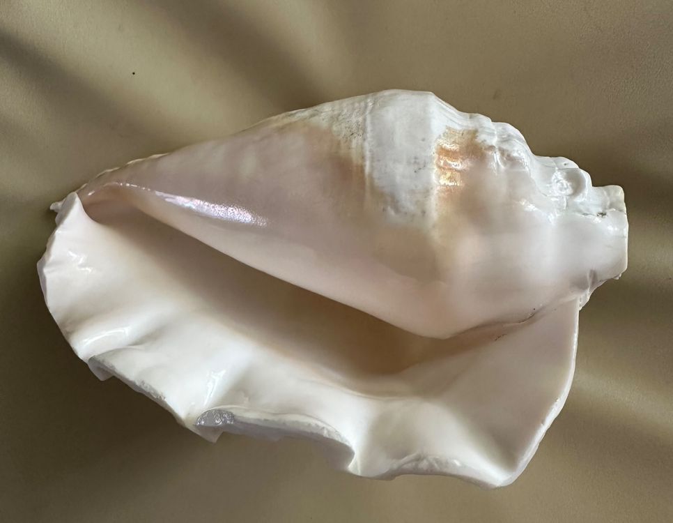 Muschelhorn gross (Gebraucht) in Winterthur für CHF 10 – nur Abholung ... Muschelhorn gross (Gebraucht) in Winterthur für CHF 10 – nur Abholung ...