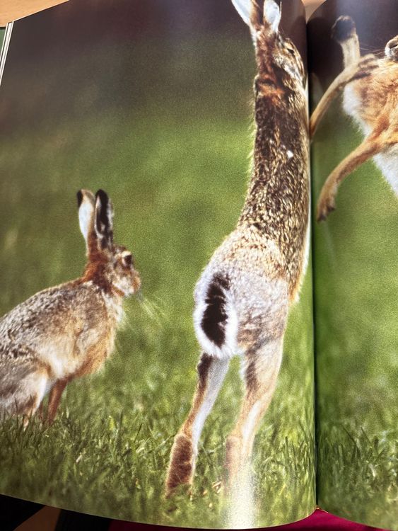 Kinderbuch "Ich bin ein Hase" von Ursula Dolder, Silva (Gebraucht) in ...