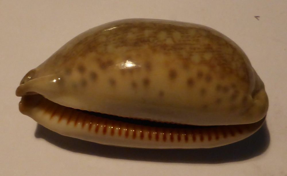 CYPRAEA EGLANTINA, G R A U E FARBE: SCHÖNE ZEICHNUNG,SELTEN | Kaufen ...