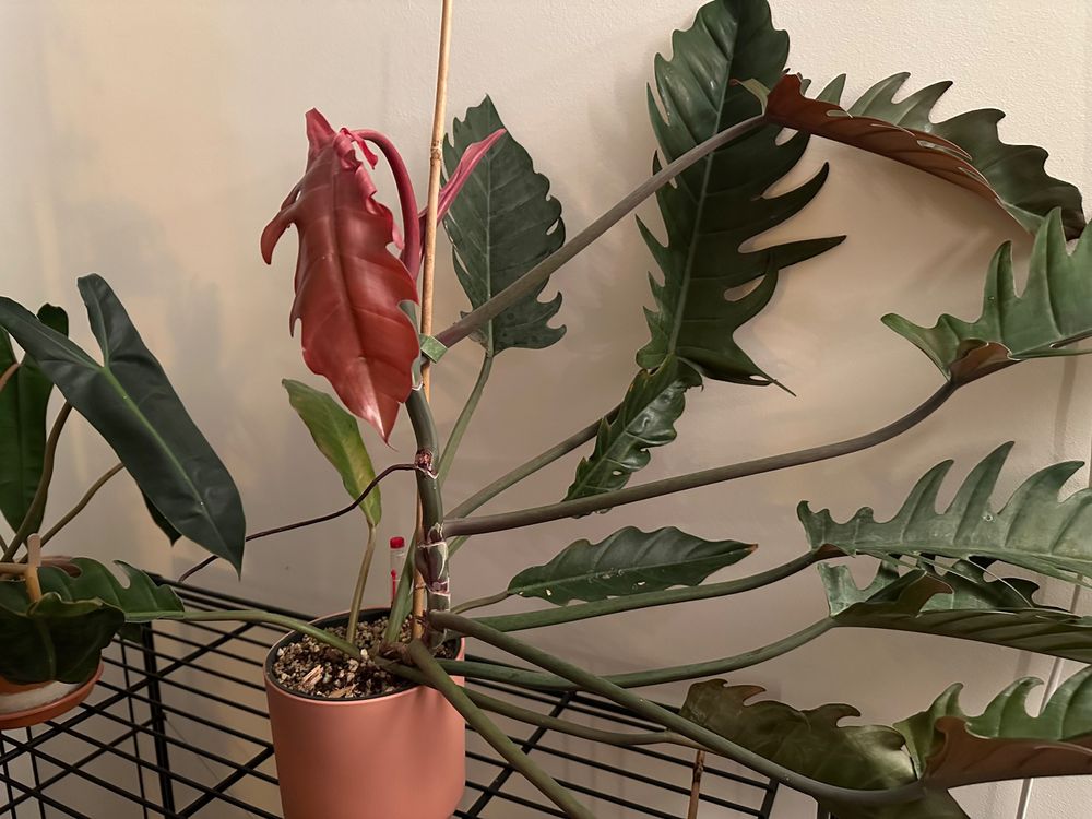 Philodendron ring of fire/caramel marble eher vergrünt (Gebraucht) in ...