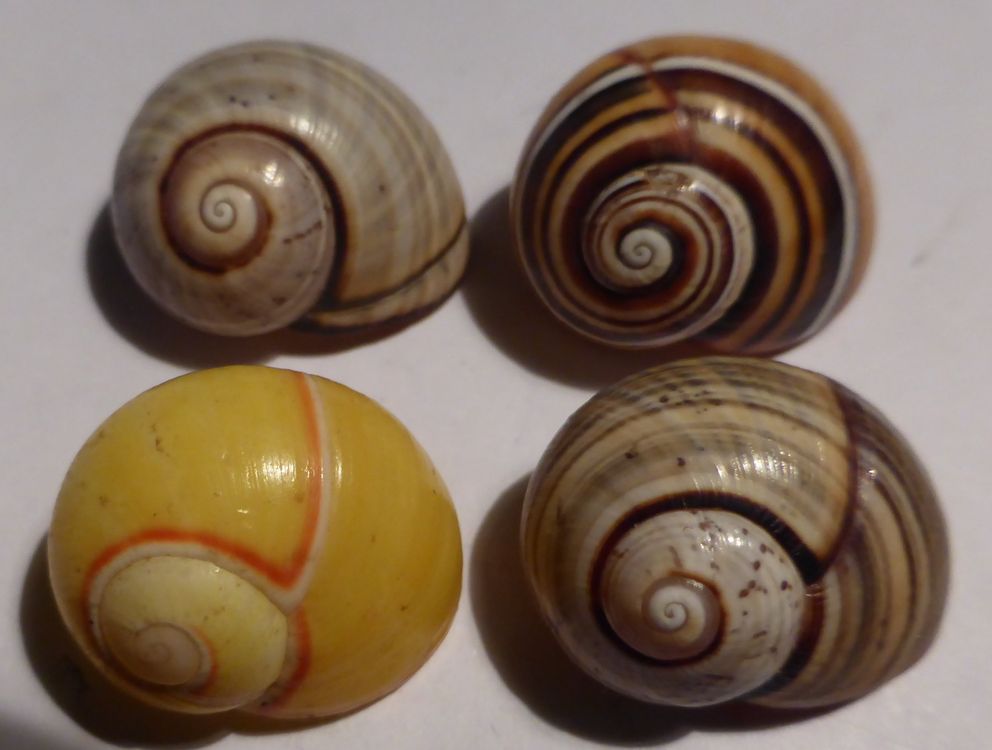 4 SEHR SCHÖNE POLYMITA PICTA MUSCHELN-ALLE:22 MM-SEHR SELTEN (Gebraucht ...