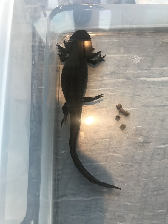Axolotl Aquarium mit Zubehör, ideal für Einsteiger (Gebraucht) in ...