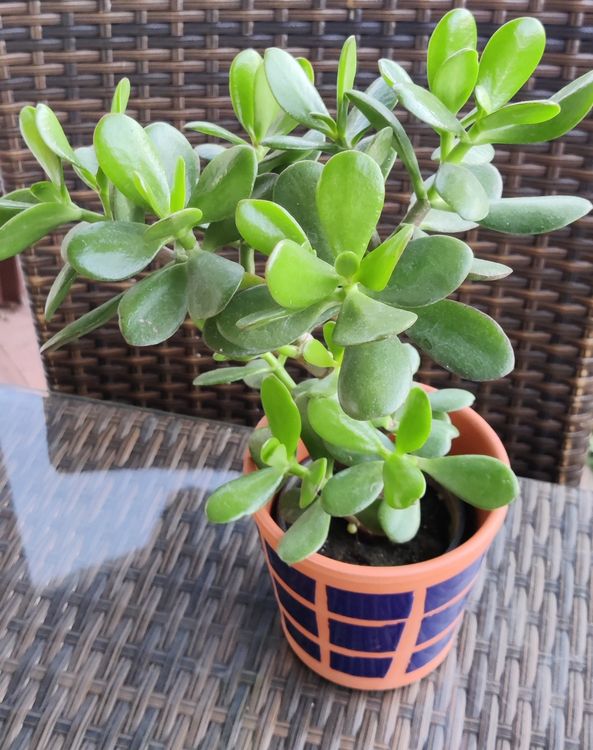 Geldbaum Dickblatt Crassula ovata Zimmer-Pflanze Pfennigbaum | Kaufen ...