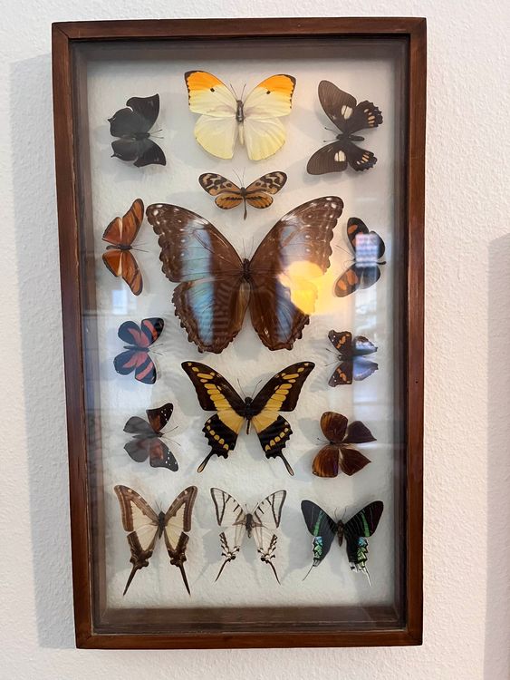 Schmetterlinge hinter Glas, Schaukasten, in Rahmen | Kaufen auf Ricardo