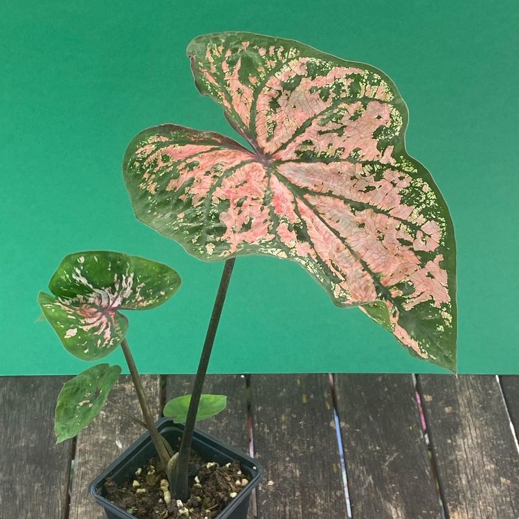 Caladium Florida Elise (Neu und originalverpackt) in Adliswil für CHF ...