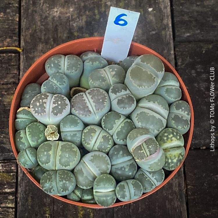 Lithops - lebende Steine aus dem südlichen Afrika (Neu und ...