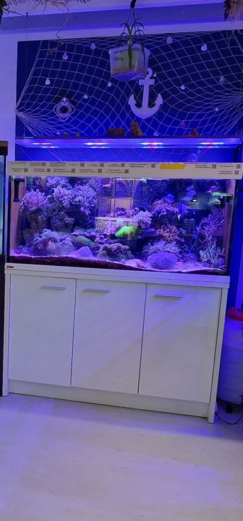 Meerwasseraquarium mit Technikbecken und Zubehör (Gebraucht) in Itingen für CHF 150 – nur ...