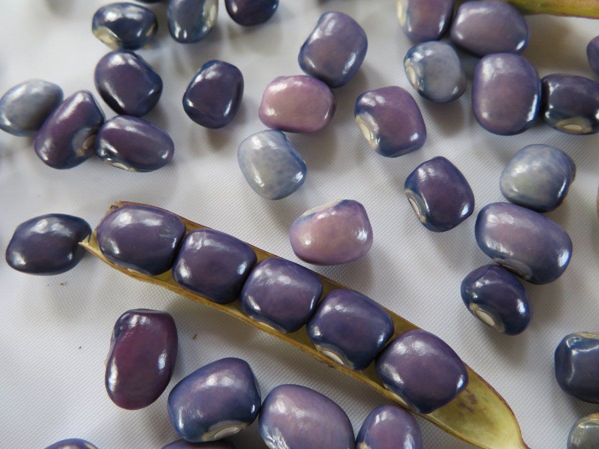 Haricot grimpant 'Nonna Agnes blue' 5g (très rare) (Neuf (Voir ...