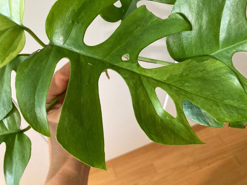 Monstera Minima Variegata mint | Kaufen auf Ricardo