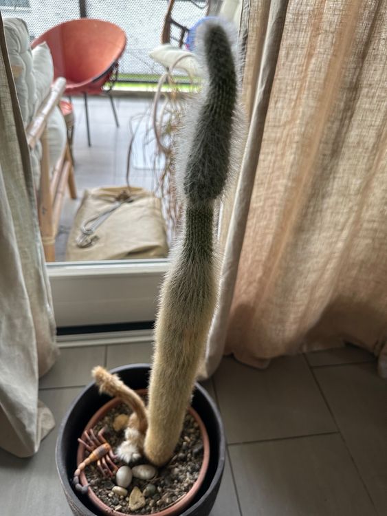 Kaktus (Gebraucht) in Thörishaus für CHF 5 – nur Abholung auf Ricardo ...