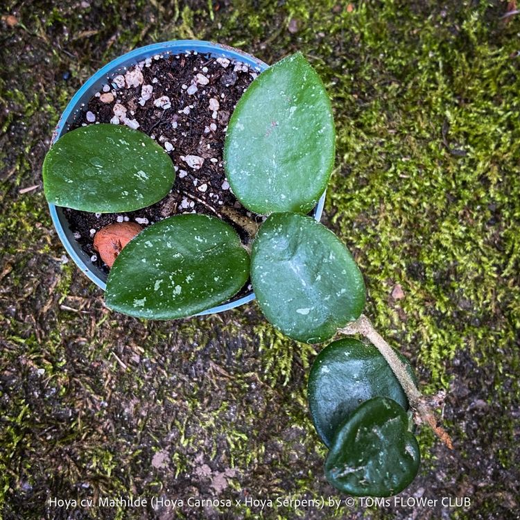Hoya cv. Mathilde (Hoya Carnosa x Hoya Serpens) (Neu und ...