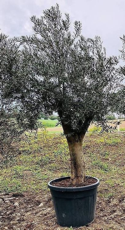 Olivenbaum "Wild Tree" winterhart (Gebraucht) in Zuckenriet für CHF 500 – nur Abholung auf ...